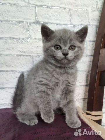 Шотландские котята
