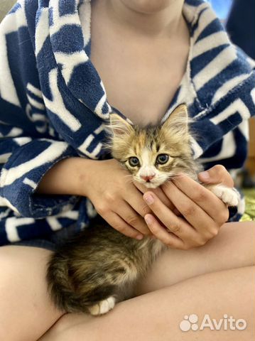 Котята помесь менкс курильский бобтейл