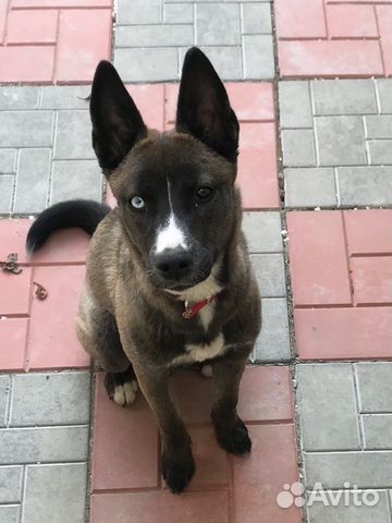 Киба (питбуль+хаски)