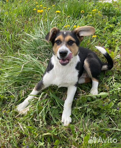 Щенок в добрые руки девочка