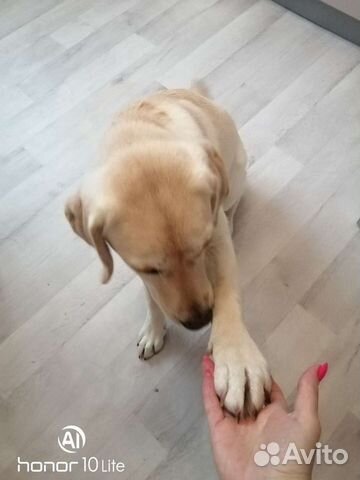 Собака лабрадор