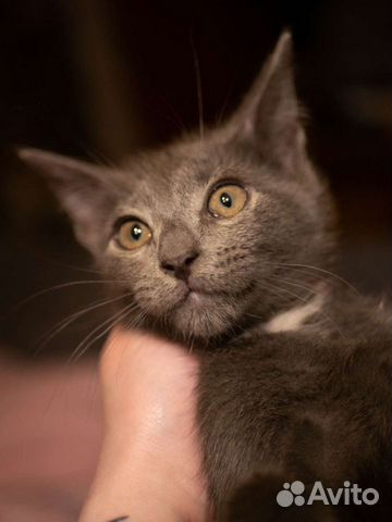 Котенок фенотип русской голубой