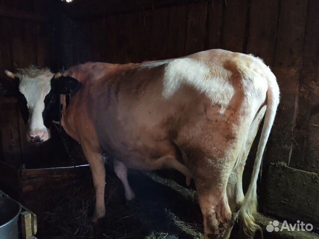 Корова хорошая дойная