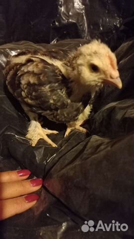 Цыплята кур фавероль