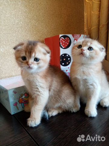 Шотландская вислоухая