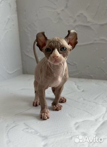 Котята Эльф