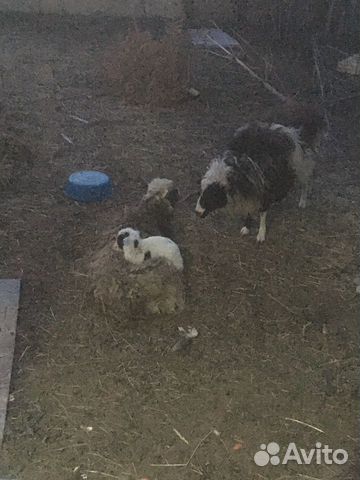 Овцы с ягнятами