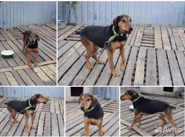 Собака мальчик, Яшка ищет дом