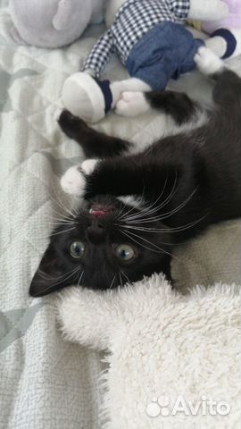 Котенок Бакс