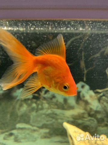 Золотые рыбки