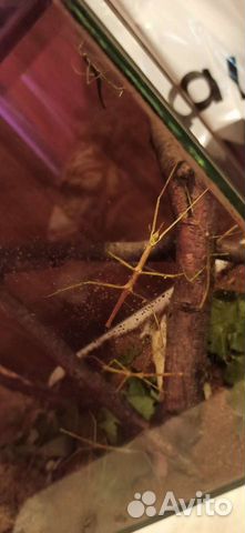 Палочники, насекомые