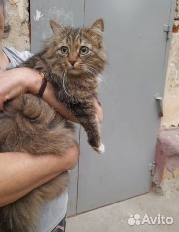 Кот в хорошие руки
