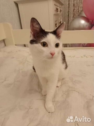 Кот 1 годик