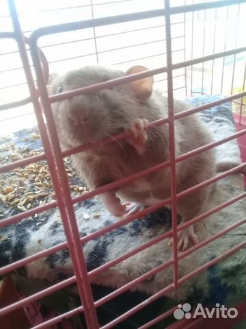 Крыса породы дамбо