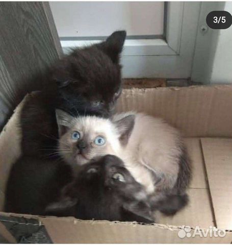 Красивейшие котята