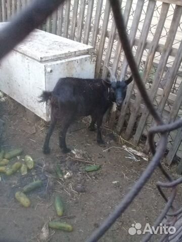 Коза дойная