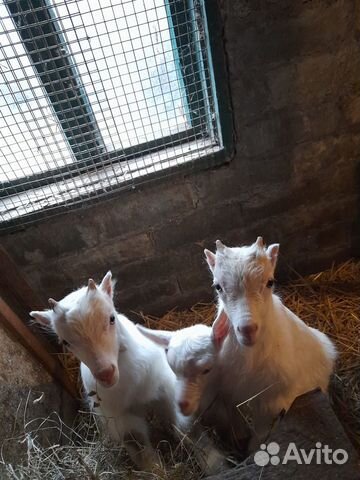 Козлята ламанча