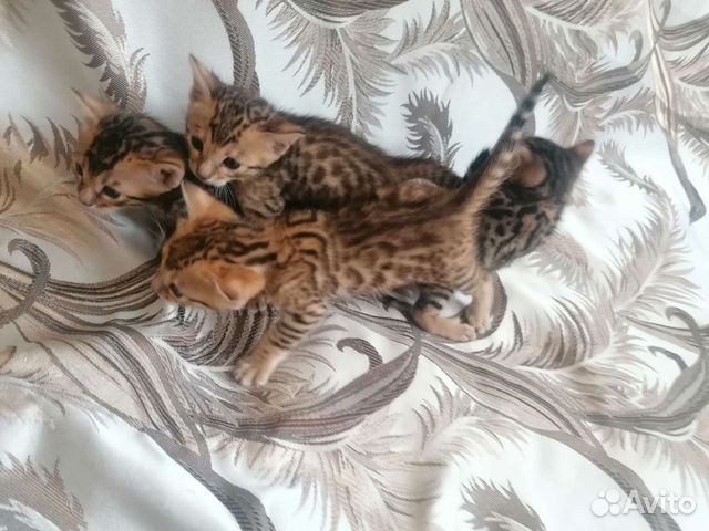 Котята саванна