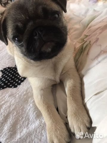 Мопс