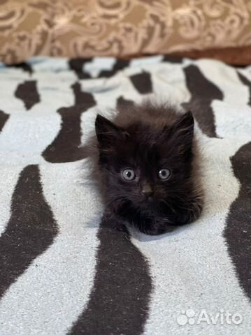 Скоттиш страйт котенок