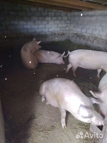 Свиньи живым весом
