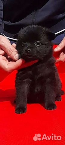 Щенки Схипперке"самая маленькая овчарка"