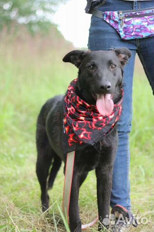 Собака из приюта,самый верный друг