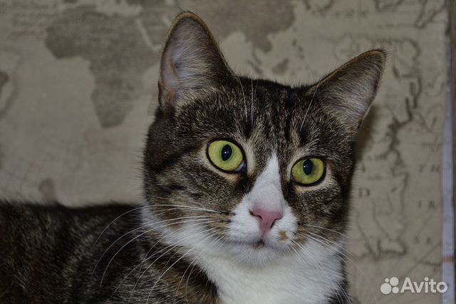 Кошка Эля в добрые руки