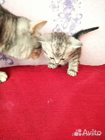 Бриташки очаровашки