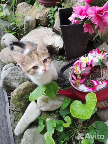 Котята в хорошие руки