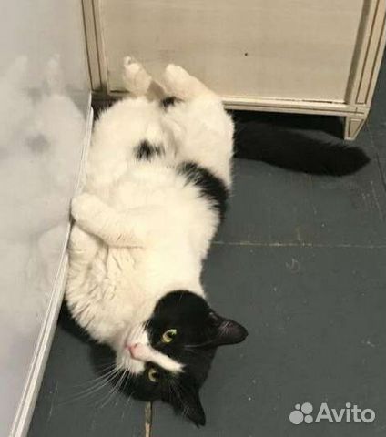 Кошечка бывшая домашняя Кузина