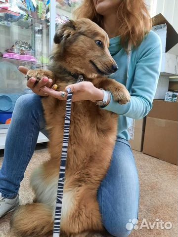 Пушистая красавица в добрые руки