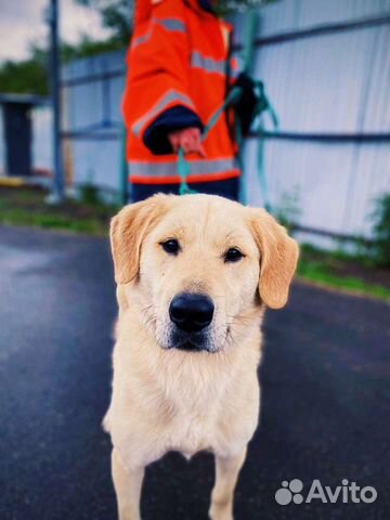 Лабрадор оказался не нужен
