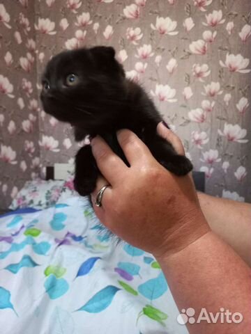 Шотландская вислоухая кошка