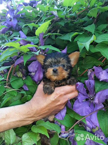 Мини Йорочка