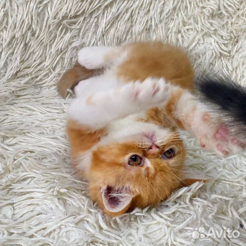Экзотические котята