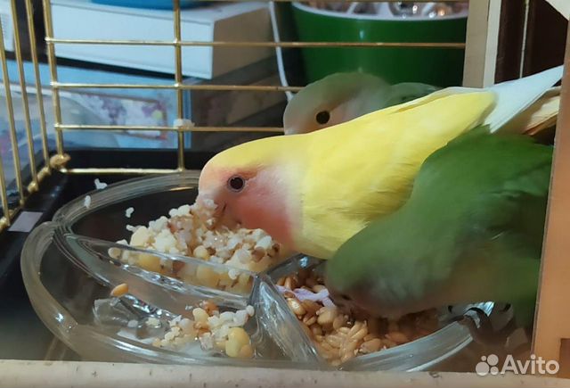 Попугай выкормыш