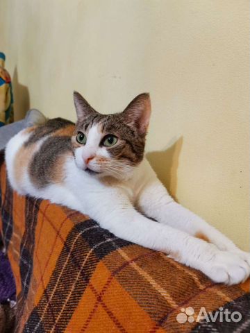 Котопес Люся