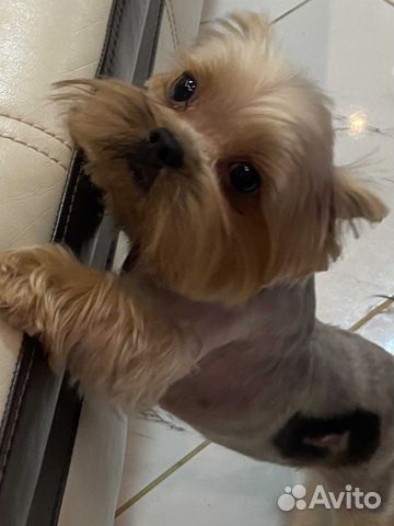 Взрослая девочка йорочка 5 лет