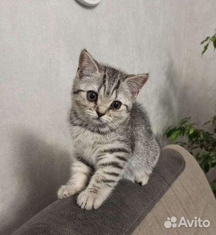 Британская