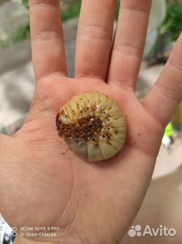 Личинка жука носорога