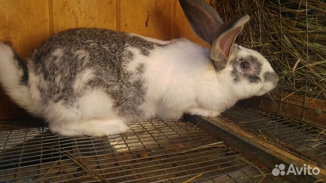 Молодой самец на племя