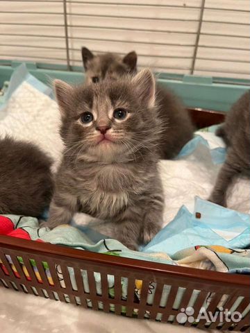 Красивенный котенок в Добрые руки