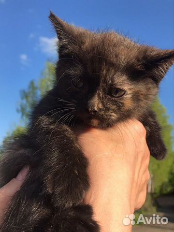 Почти Пикси Боб