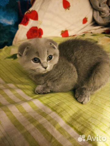 Шотландские вислоухие котята серые
