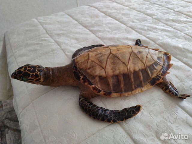 Чучело черепахи