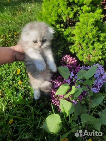 Шотландские котята хайленды