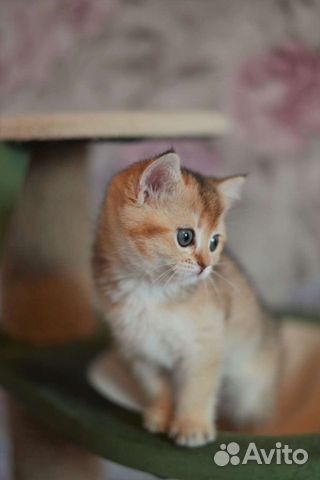 Британская кошечка