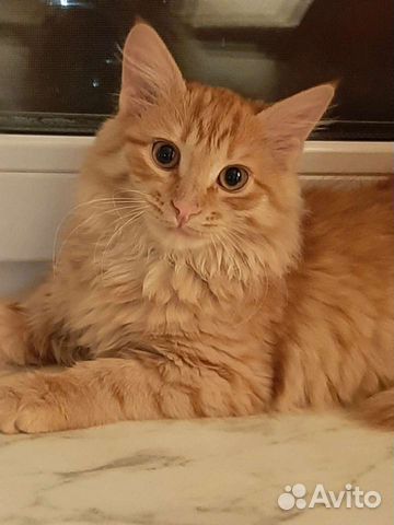 Котенок - подросток