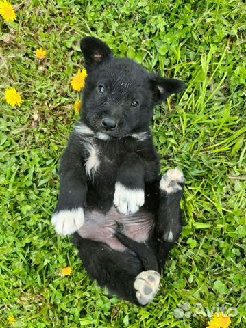 Эта моська везде залезет. Щенок Фантик